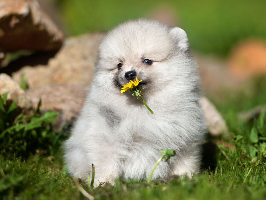 Померанский шпиц, мальчик, 2,5 мес