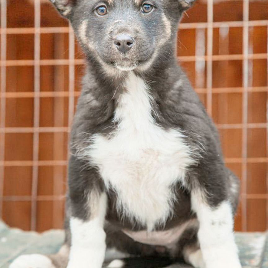 Щенок мальчик