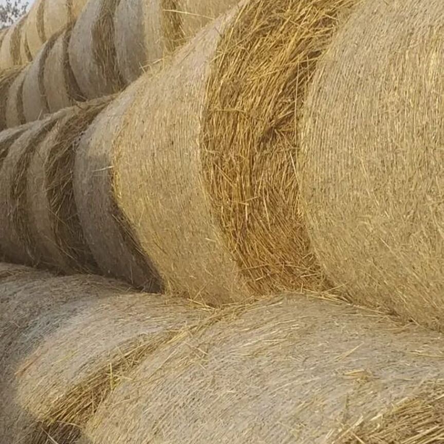 Солома в тюках пшеничная