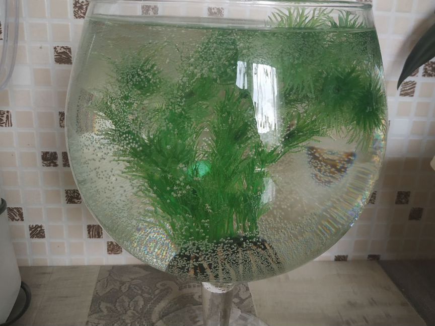 Аквариум круглый (рюмка)