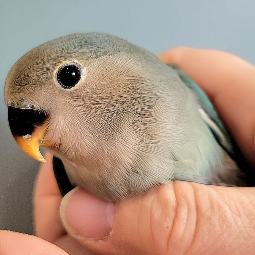 Попугаи неразлучники птенцы