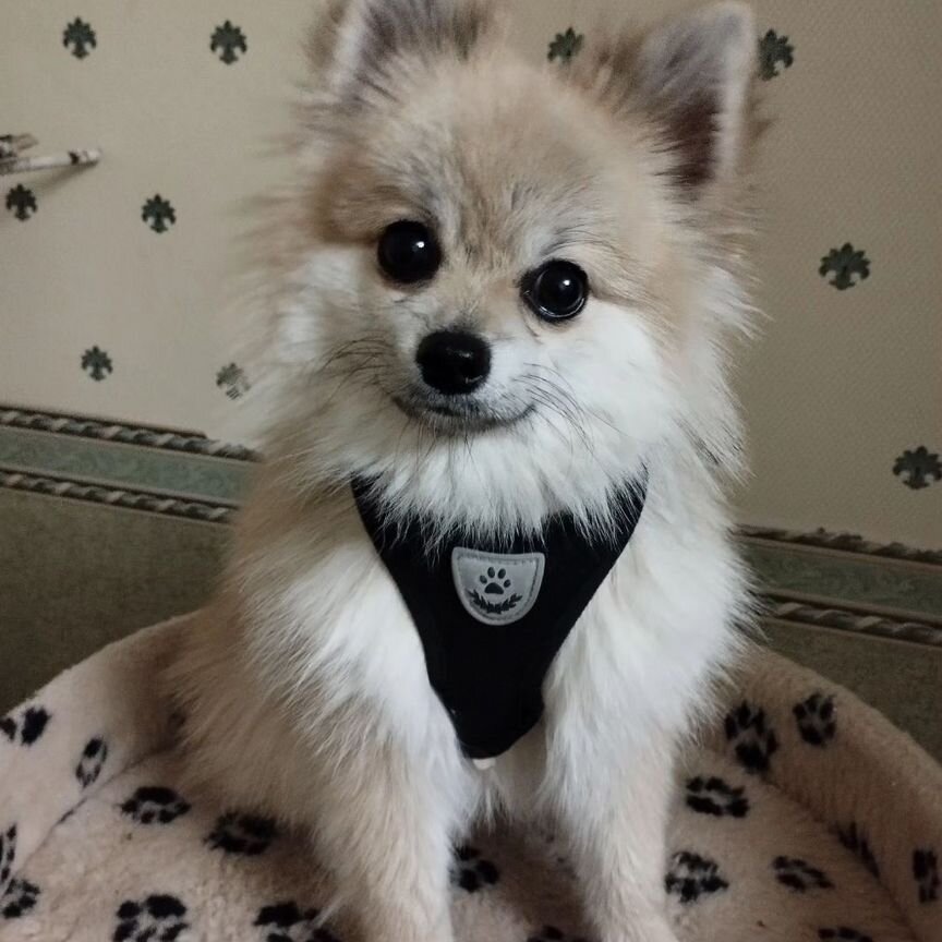 Померанский шпиц кабель