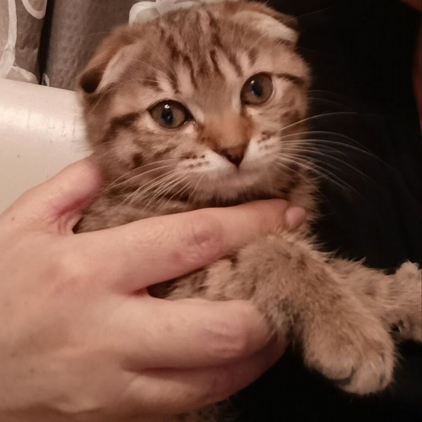 Шотландский вислоухий короткошёрстный котёнок