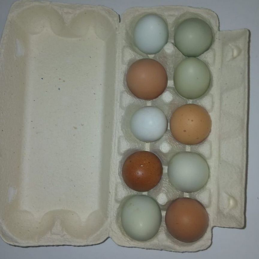 Инкубационное яйцо