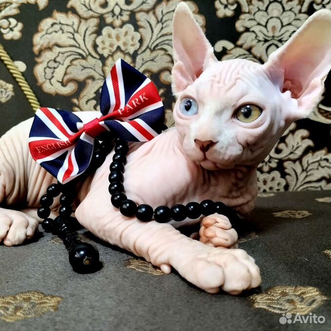 Разноглазое счастье