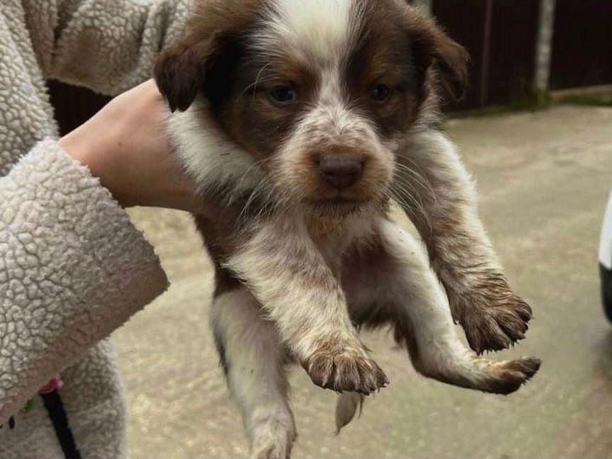 Красивые щенки 2 месяца