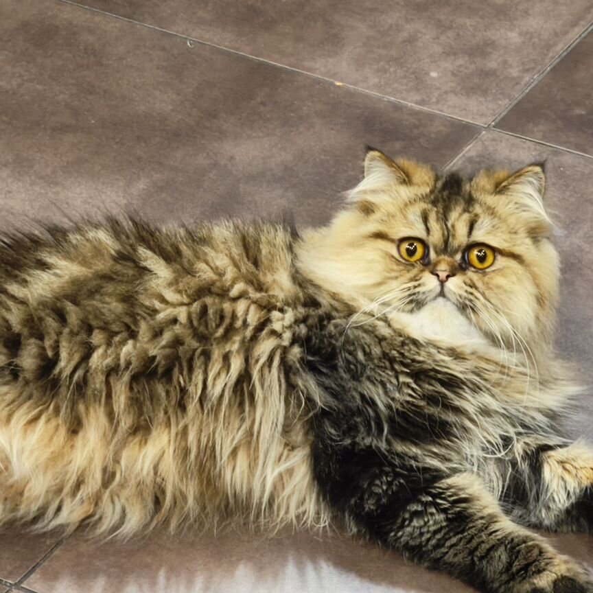 Персидский кот