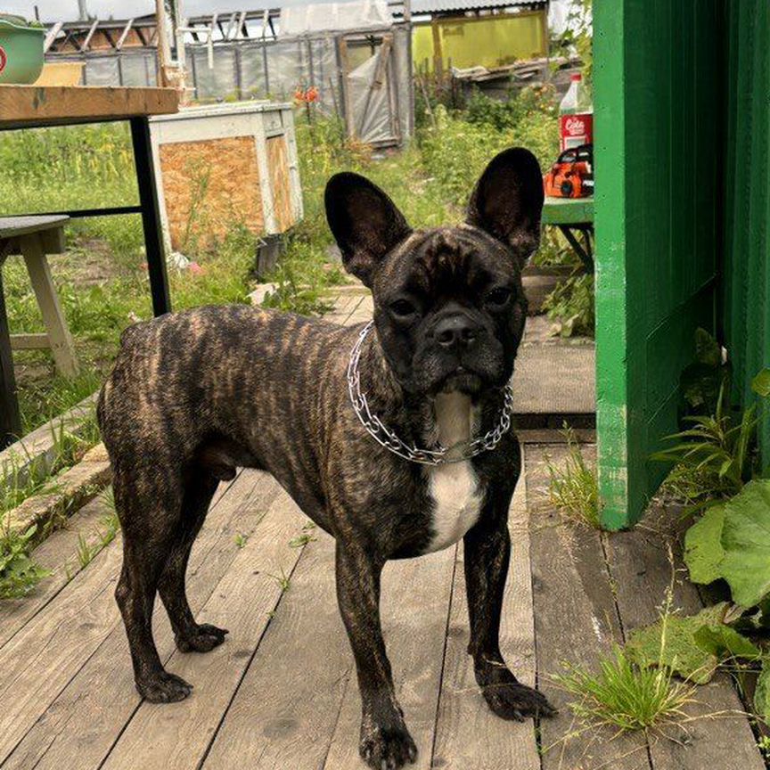 Французский тигровый бульдог