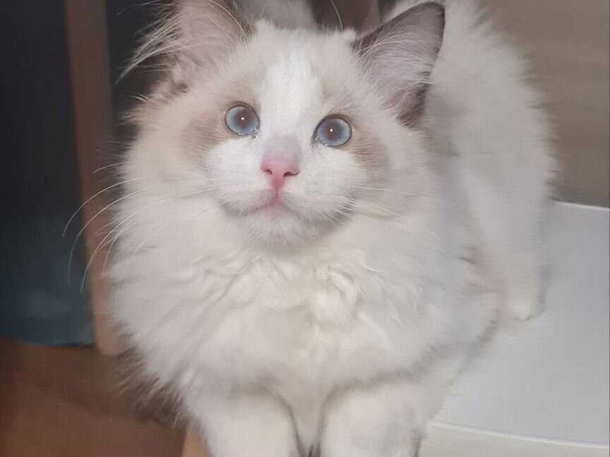 Регдолл котёнок мальчик