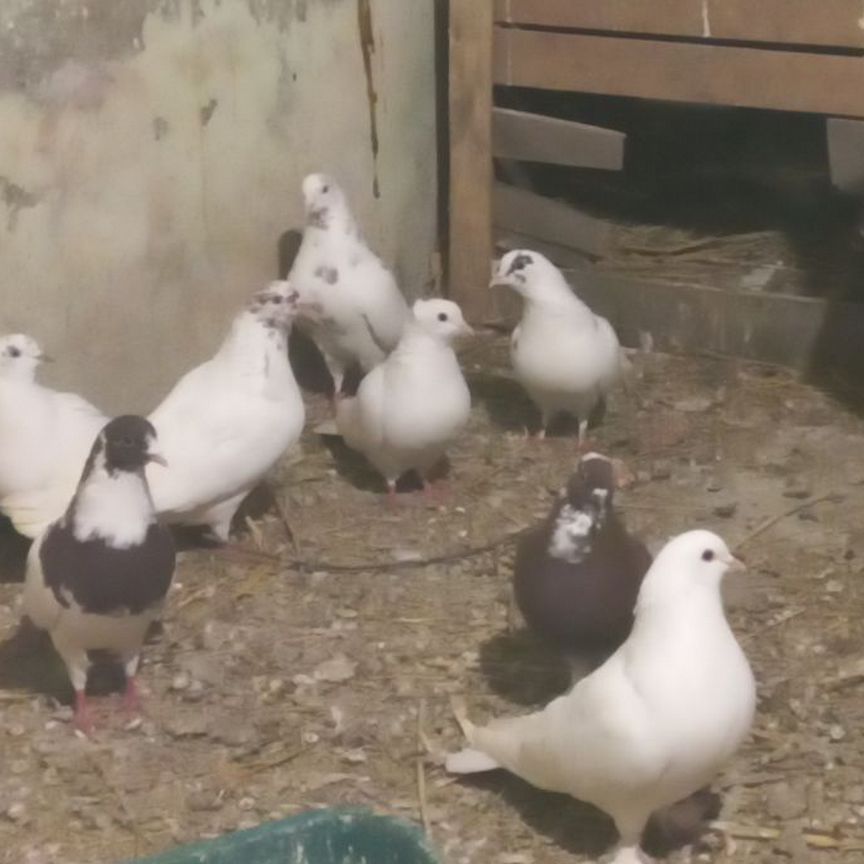 Продажа голубей