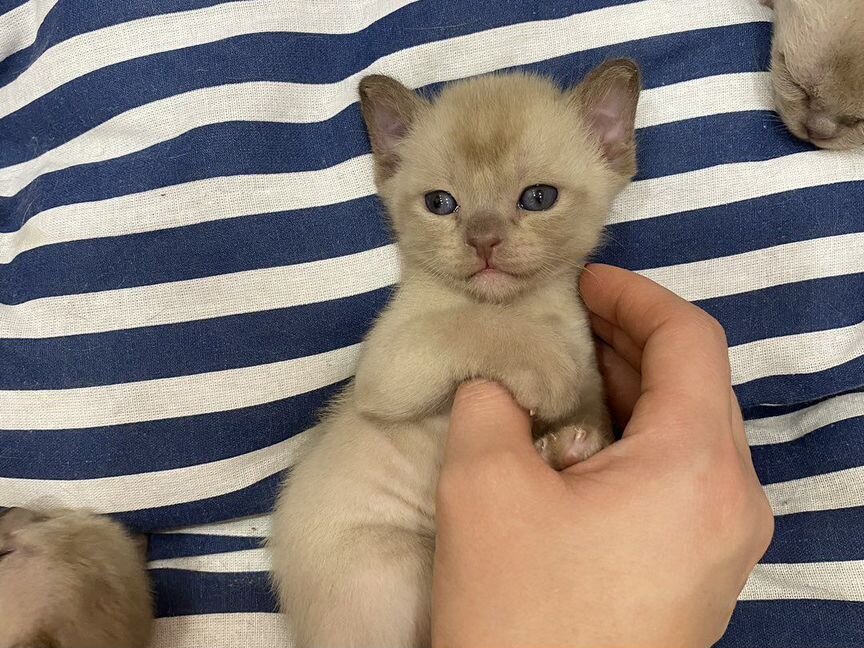 Бурманские котята к бронированию