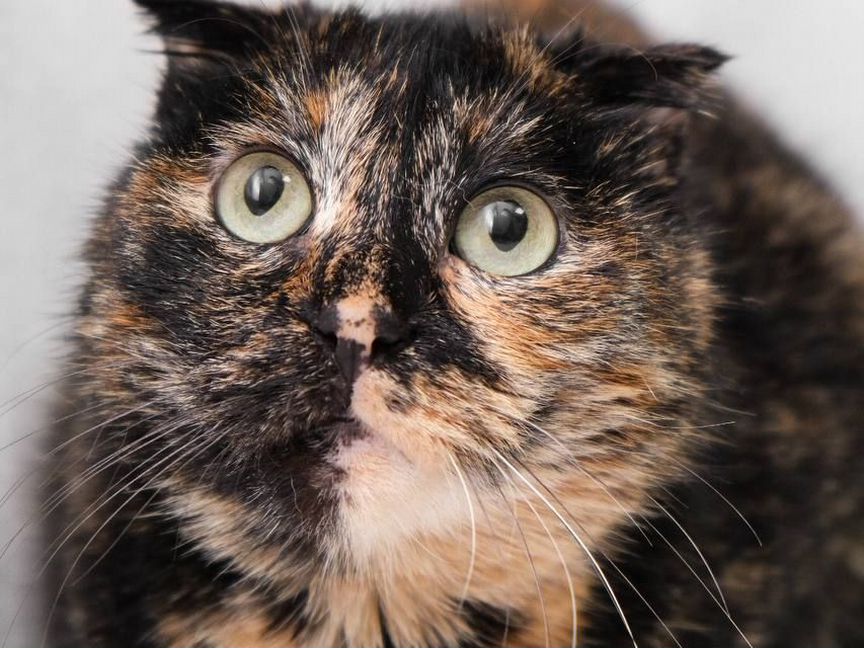 Вислоухая кошечка Черника в добрые руки