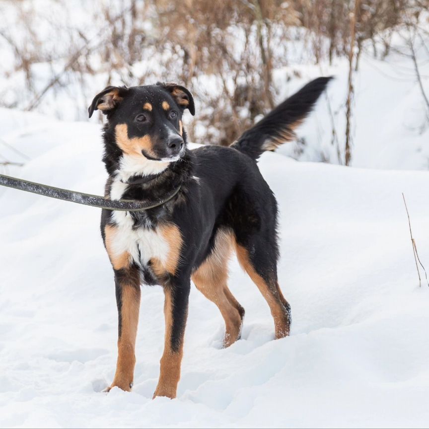 Собачка в добрые руки бесплатно