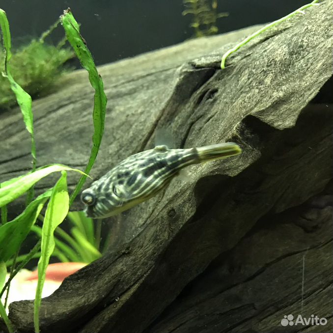 Тетраодон Фахака (7-8см)