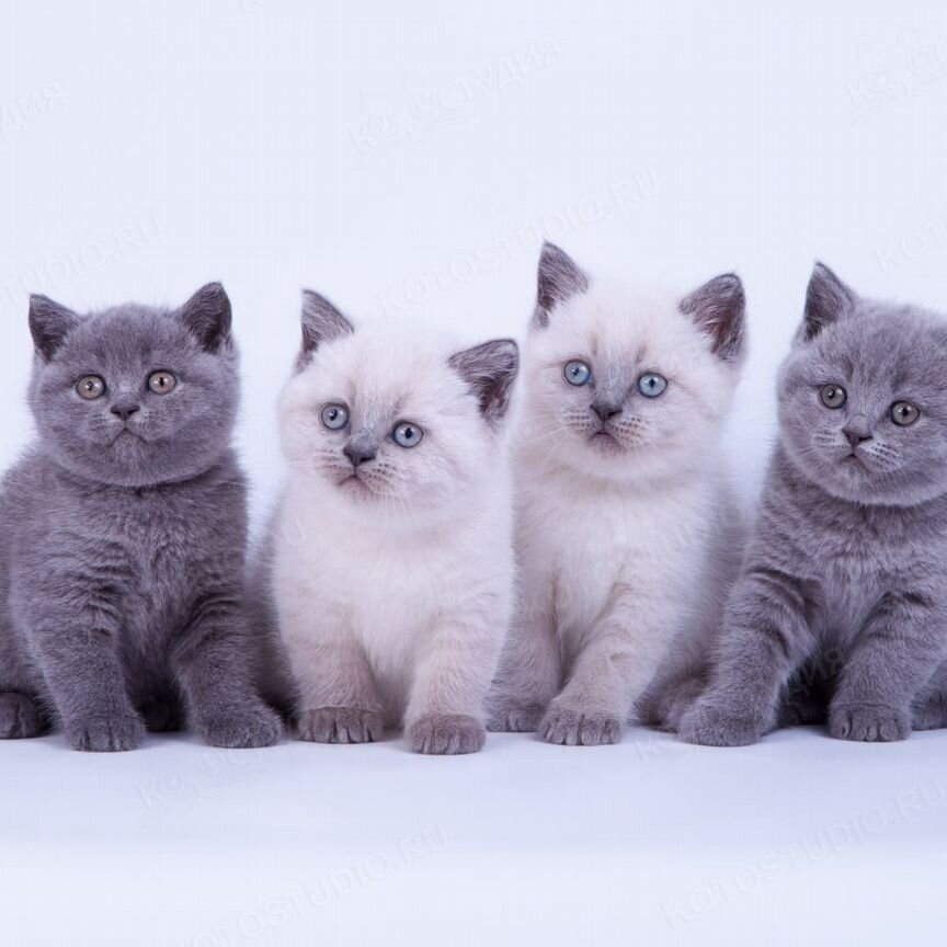 Британские котята