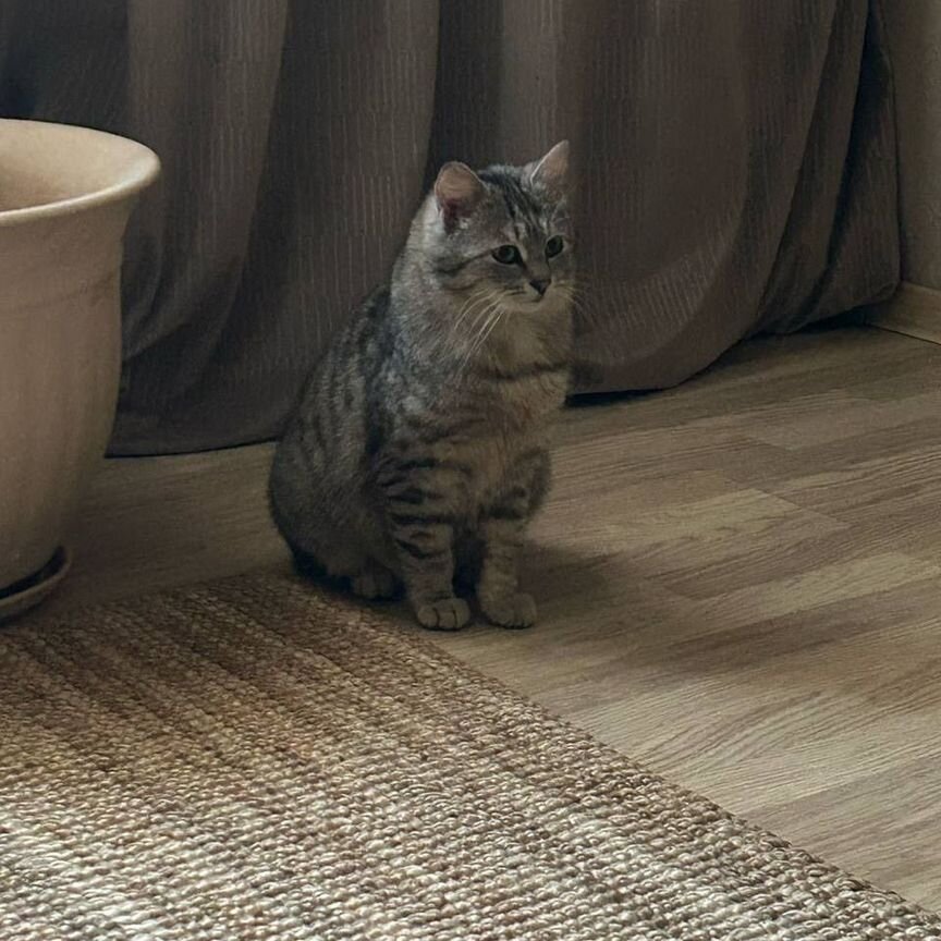 Кошечка домашняя