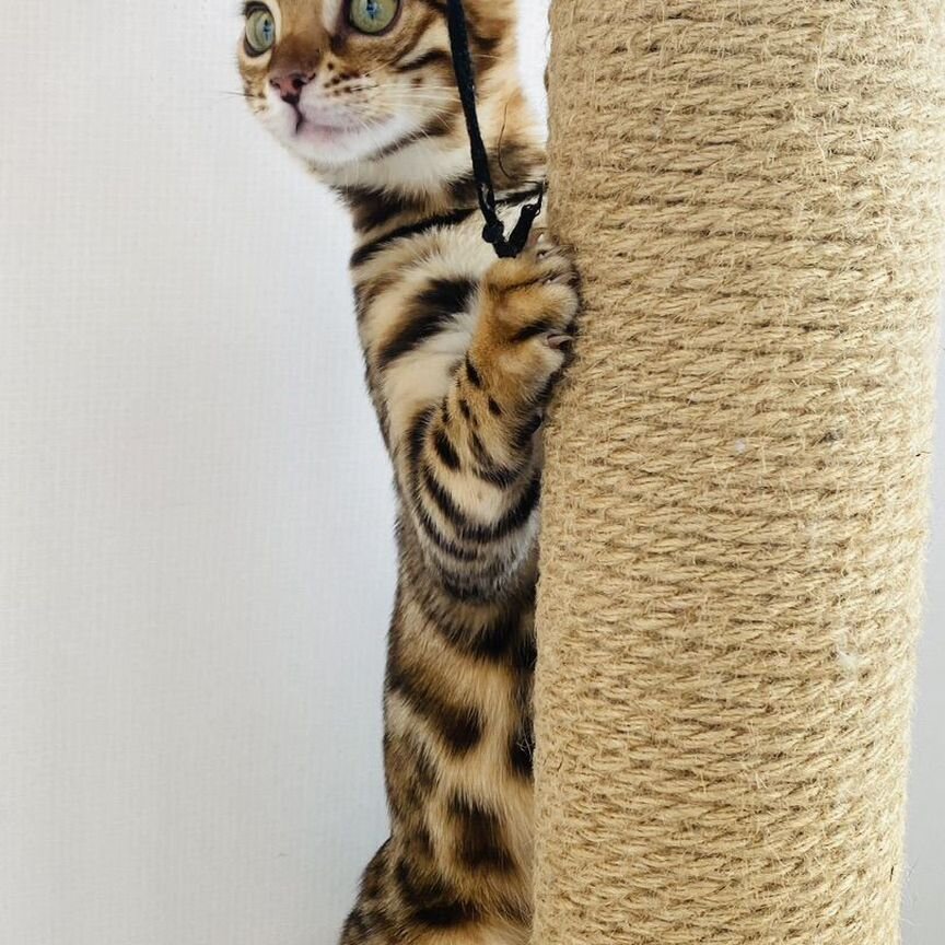 Бенгальские котята