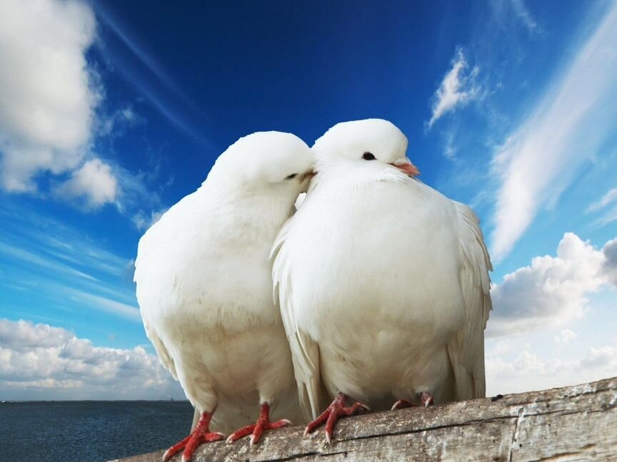 Голуби на свадьбу и любое другое торжество