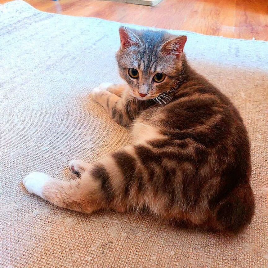 Котенок бобтейл Кузьма в дар