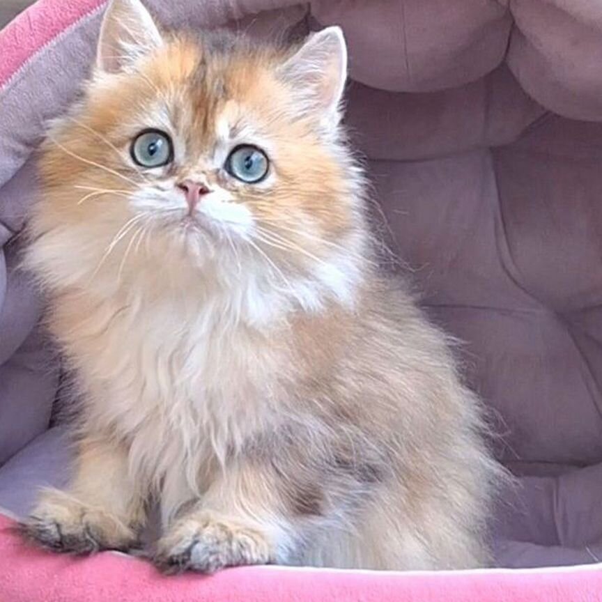 Длинношерстный мальчик Romeo