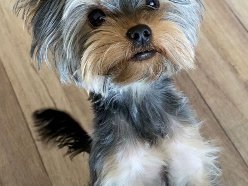 Йоркширский терьер