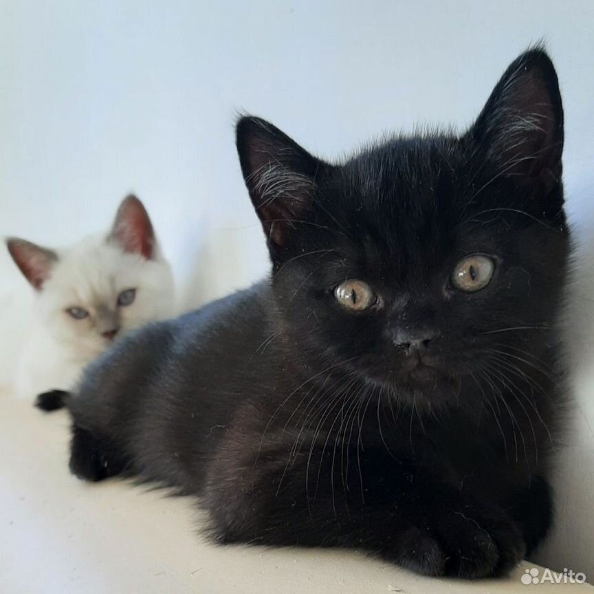 Британские котята