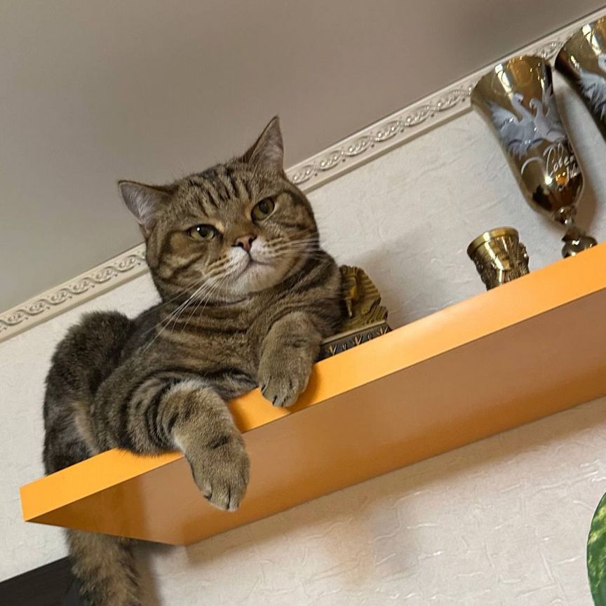 Британский короткошёрстный, взрослый кот