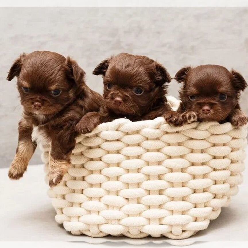 Щенки чихуахуа