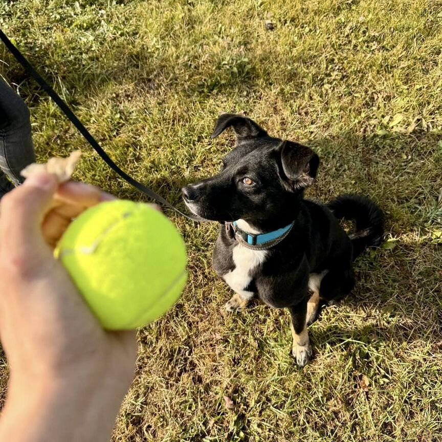 Собака в добрые руки мальчик