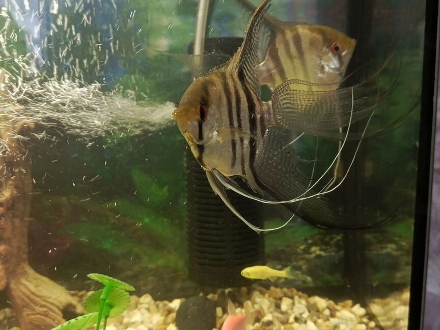 Рыбы скалярии