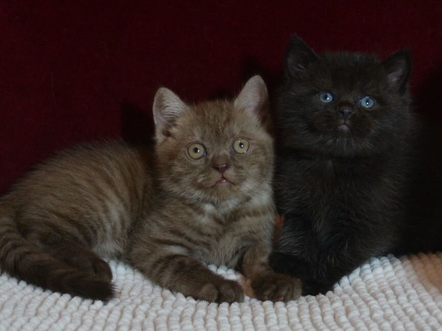 Британский щоколадный котик