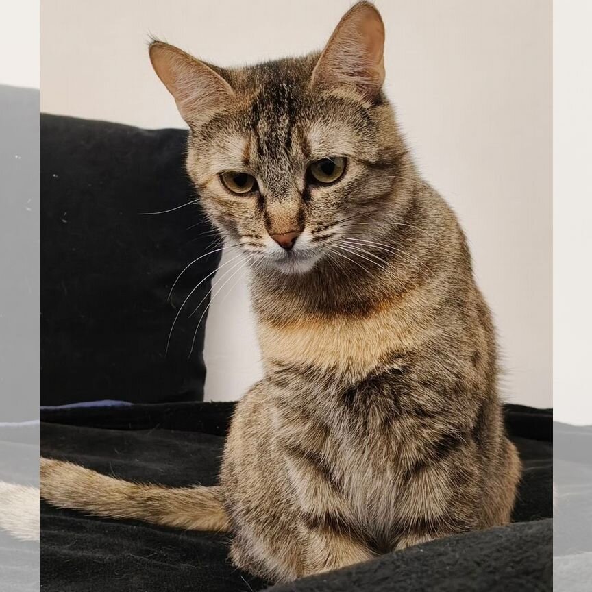 Взрослая, кошка в добрые руки