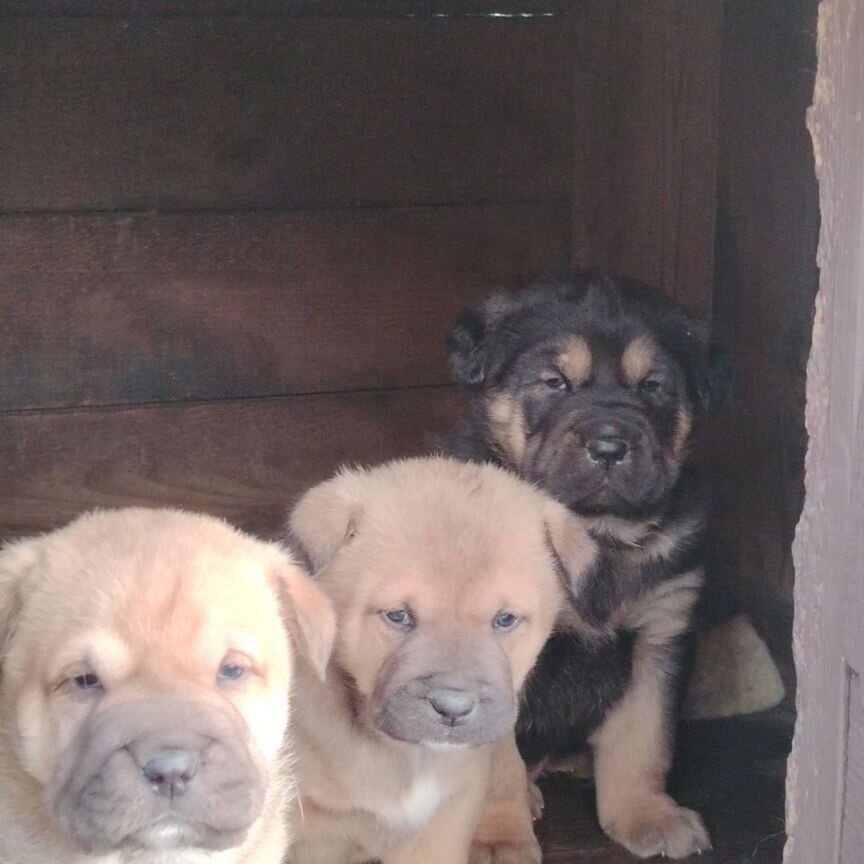 Щенки помесь шарпея