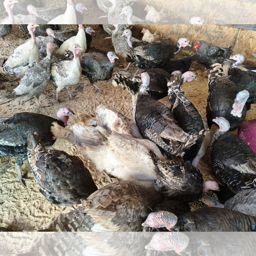 Индюки,цыплята кучинские,пушкинские первомайские