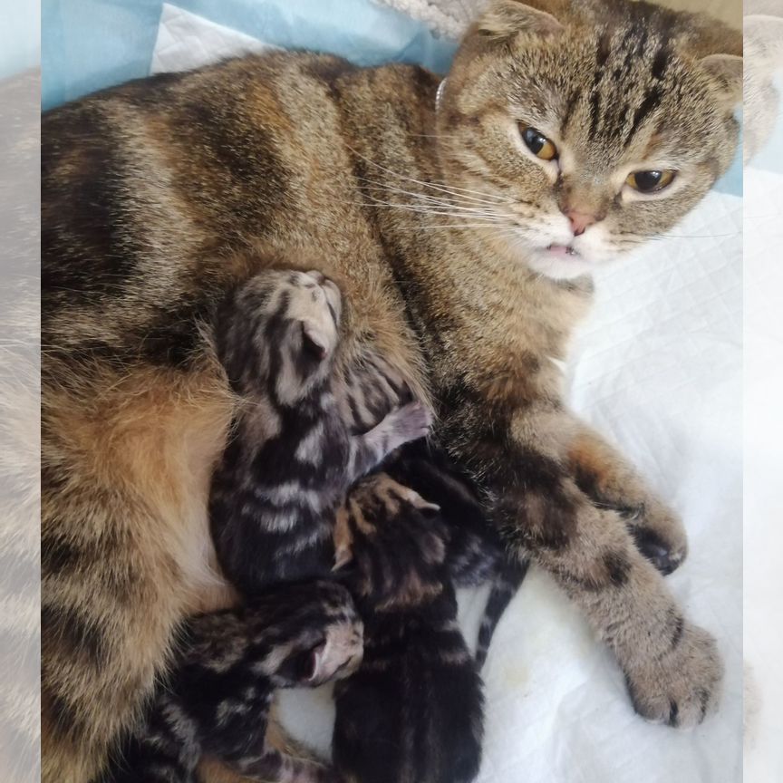 Шотландские котята