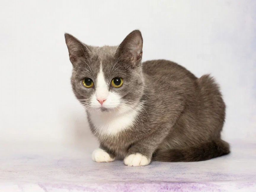 Котенок Сима ищет дом