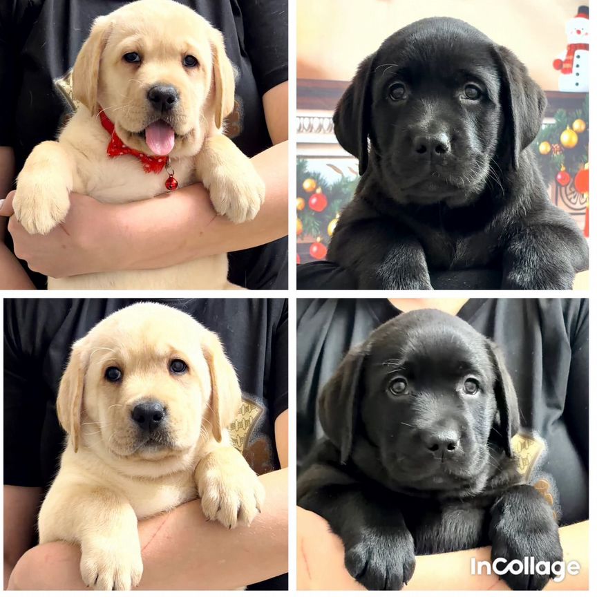 Лабрадор-ретривер, щенок