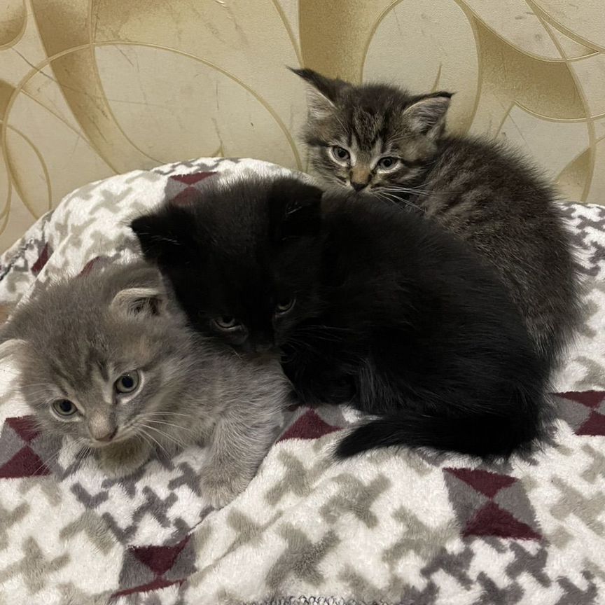 Котята