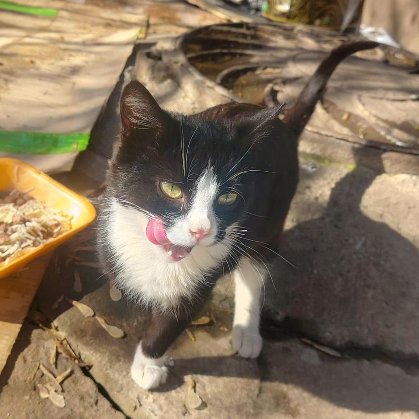 Котенок в добрые руки