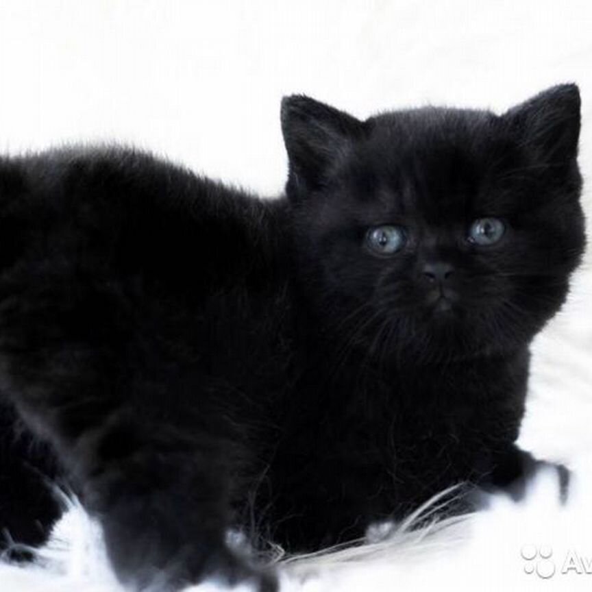 Котята черного окраса