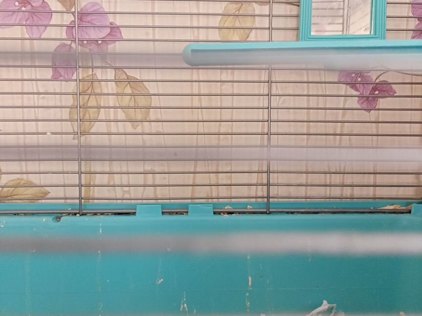 Отдам бесплатно попугая без клетки