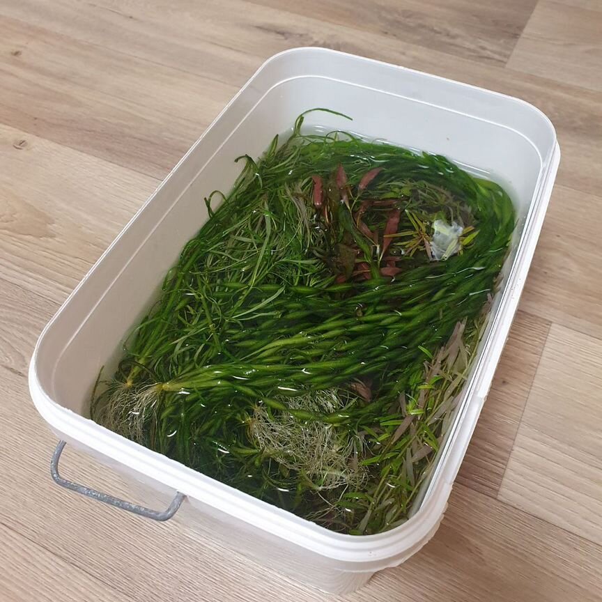 Аквариумное растение