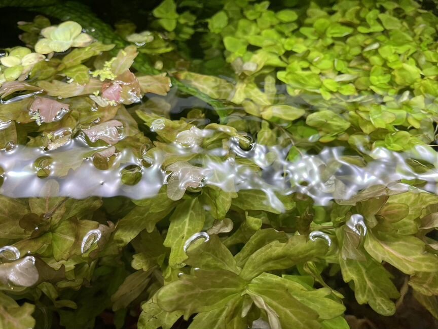 Аквариумные растения