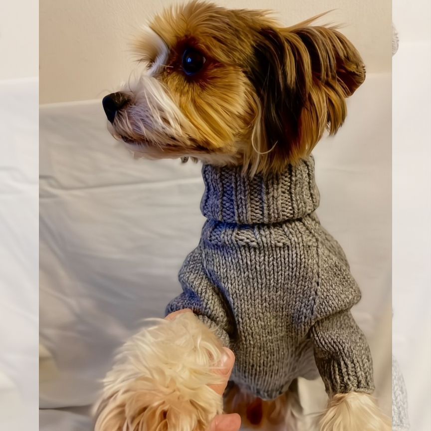 Йоркширский терьер, взрослый пёс