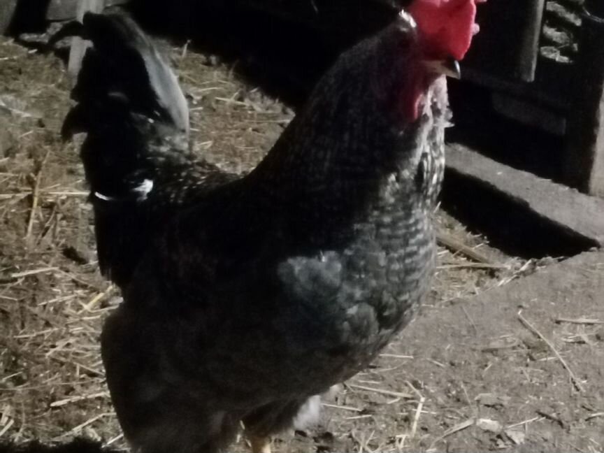 Петух полукровка