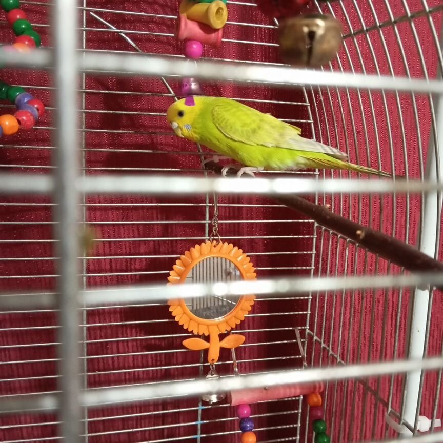 Волнистый попугай