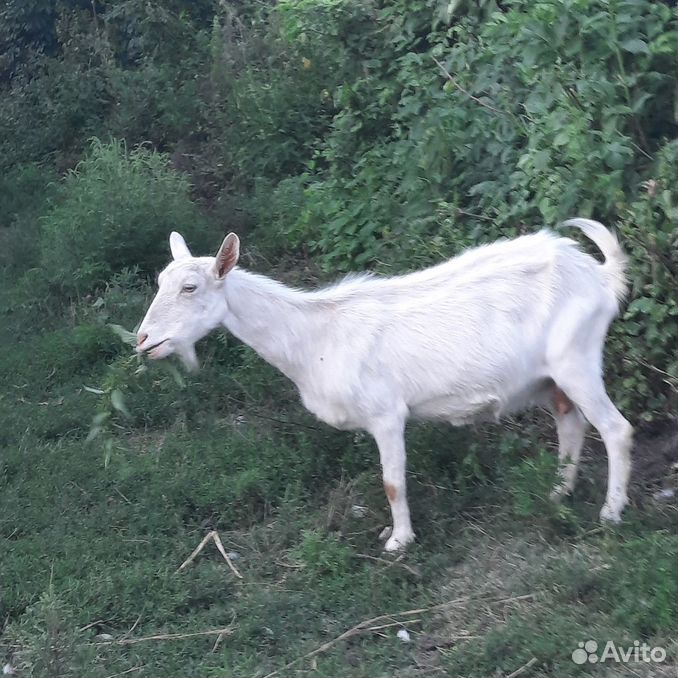 Продам коз