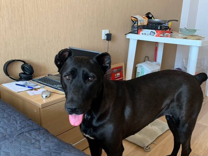 Собака в добрые руки