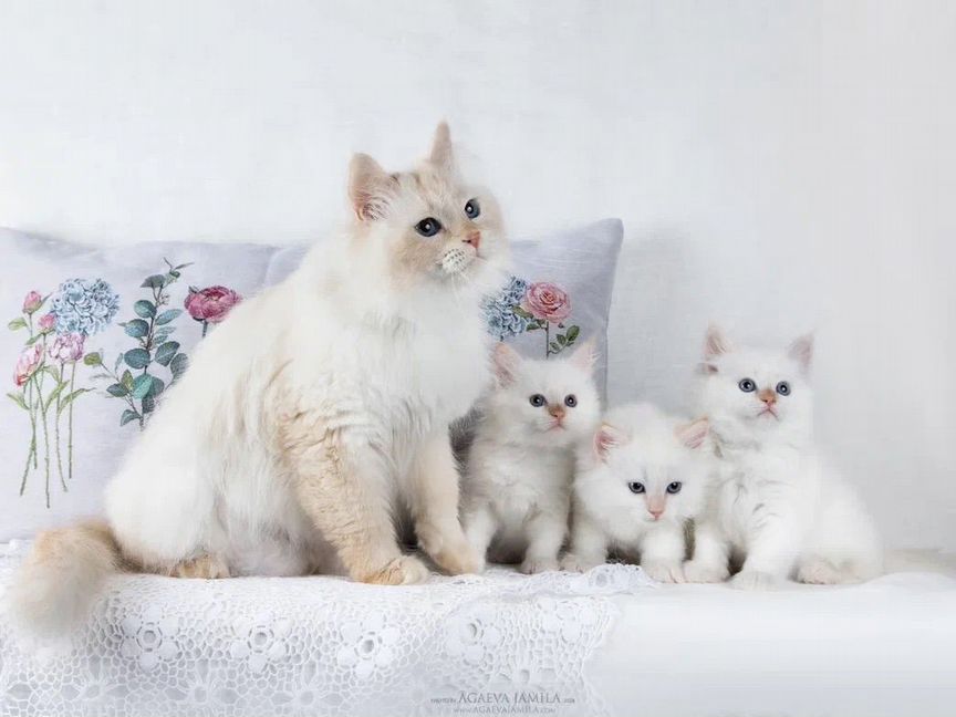 Котята красивущие невские маскарадные сибирские