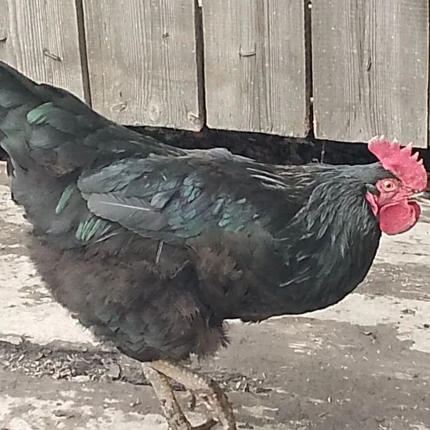 Петух молодой домашний